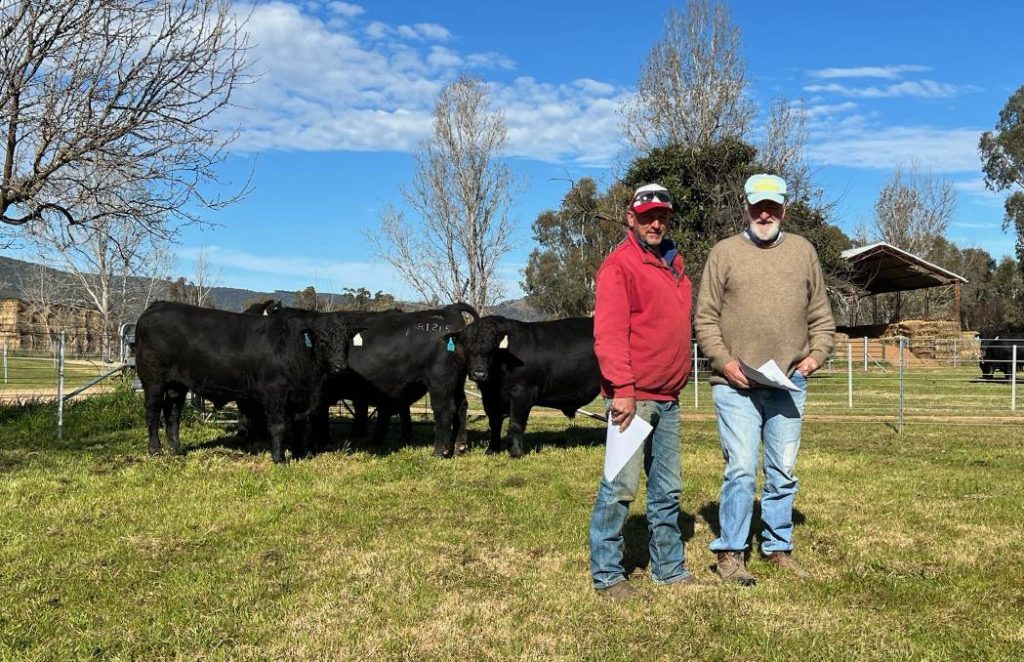 Hicks’ Composite Genetics Impress Internationally • Hicks Beef